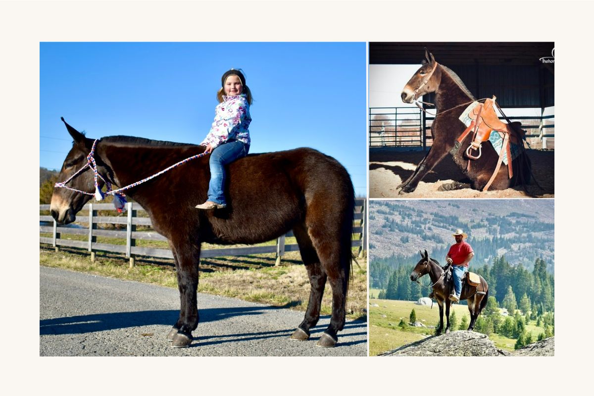 Mules for Sale | Thehorsebay.com