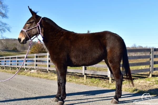 Reese Cup | Thehorsebay.com