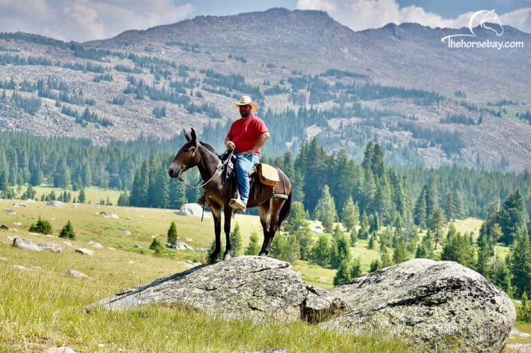 Reese Cup | Thehorsebay.com