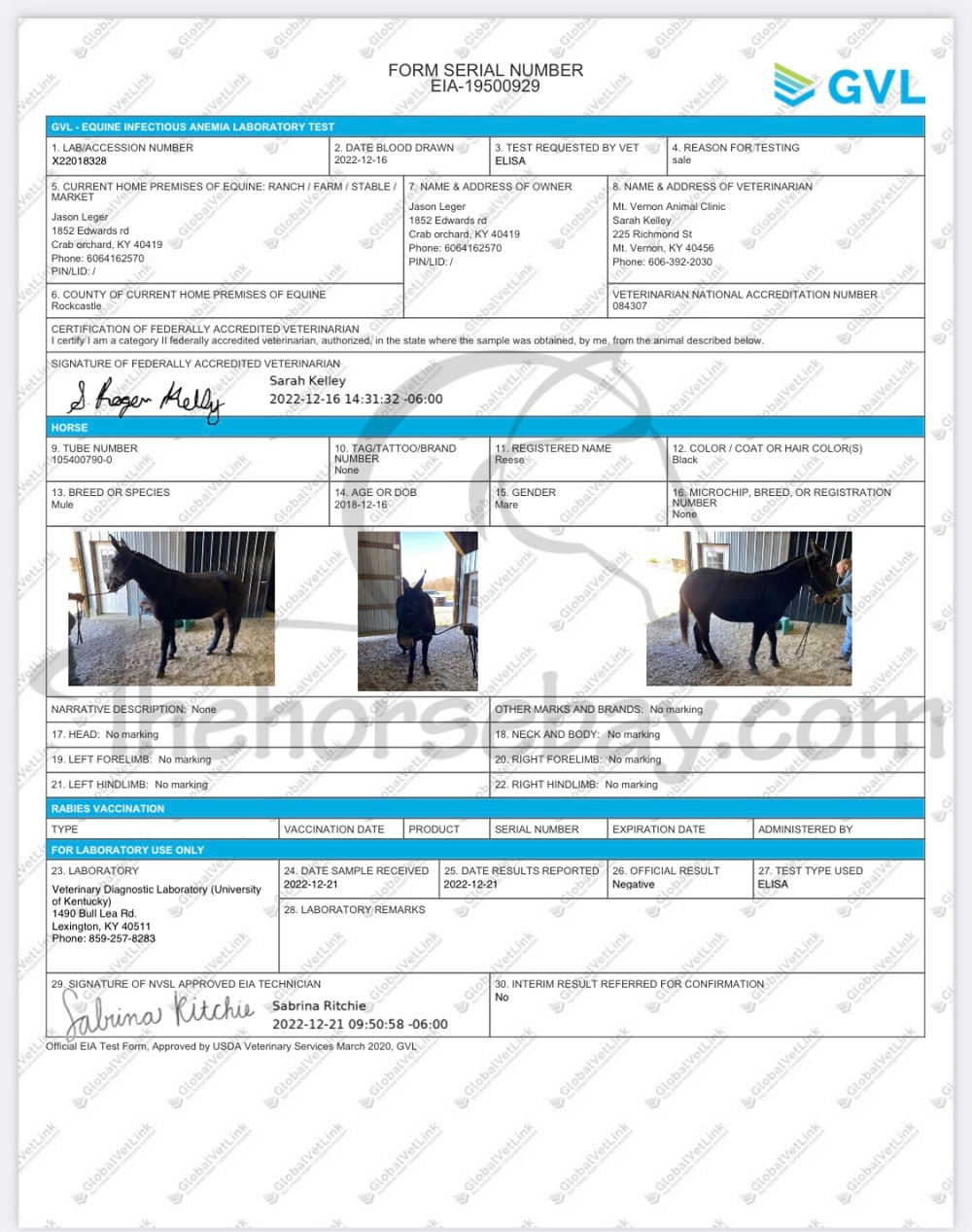 Reese Cup | Thehorsebay.com