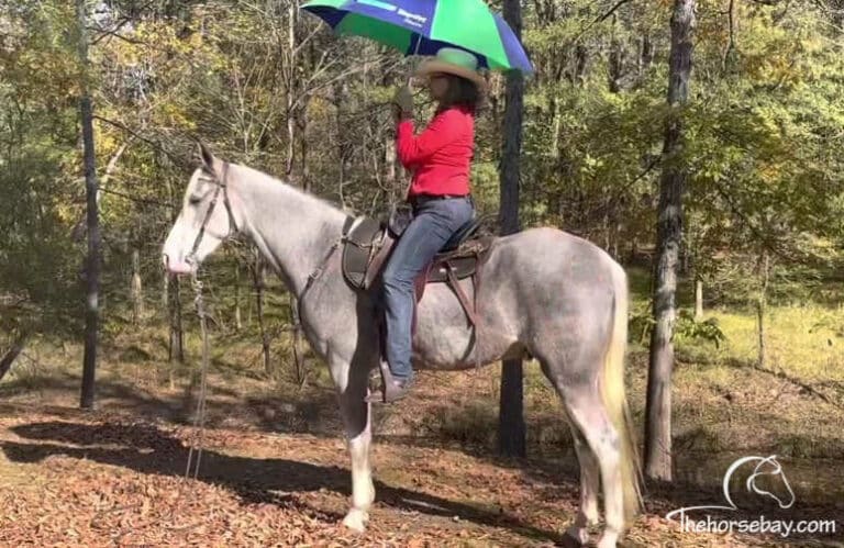 Alaska’s Apache Wind “Phoenix” | Thehorsebay.com