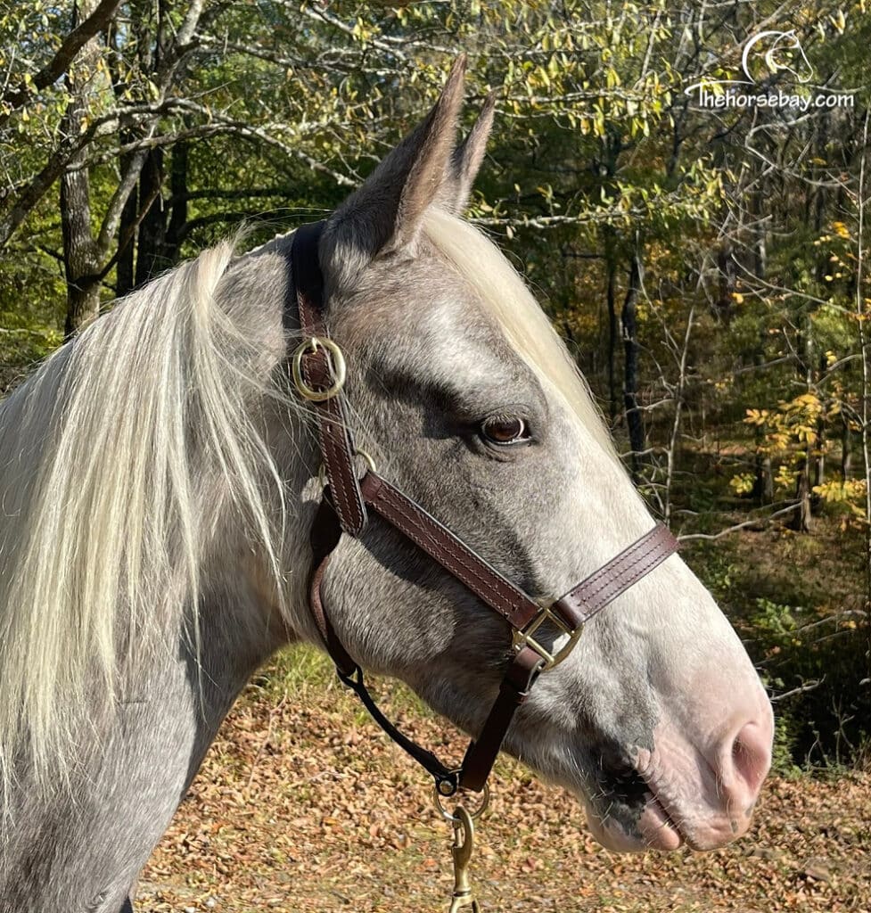 Alaska’s Apache Wind “Phoenix” | Thehorsebay.com