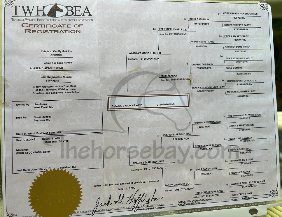 Alaska’s Apache Wind “Phoenix” | Thehorsebay.com