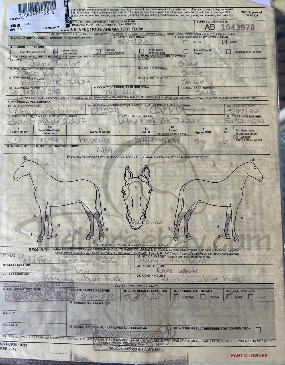 Alaska’s Apache Wind “Phoenix” | Thehorsebay.com