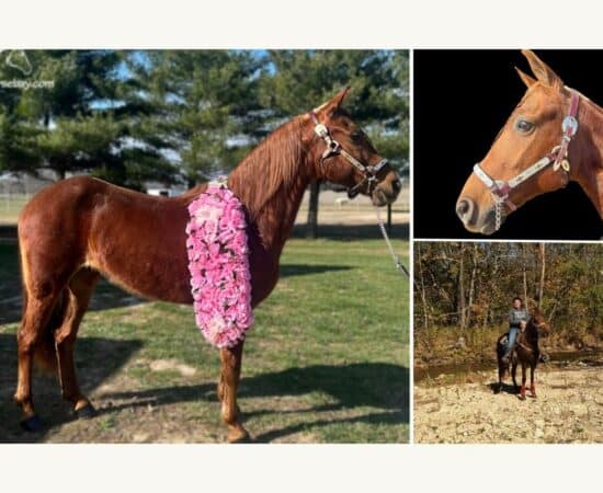 Adam Jokisch Archives - Thehorsebay.com