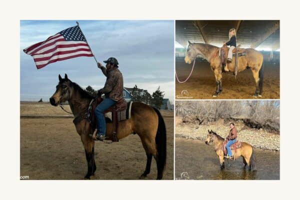 Poco | Thehorsebay.com