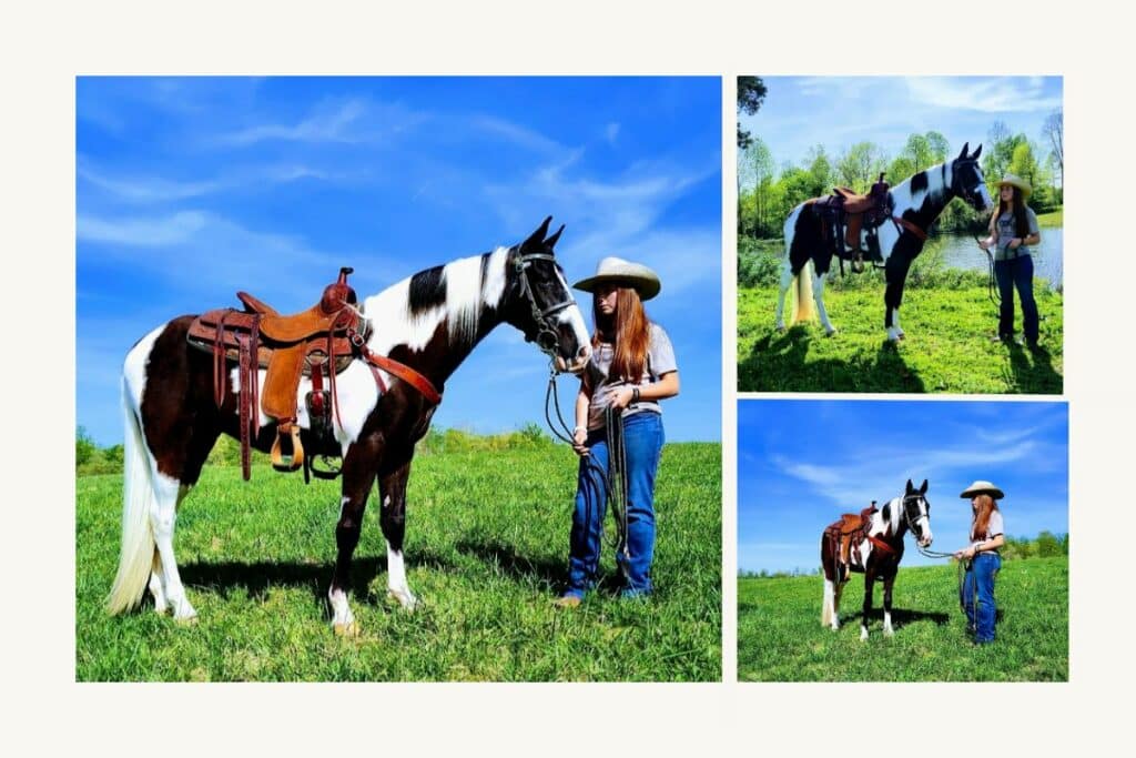 Paypal | Thehorsebay.com