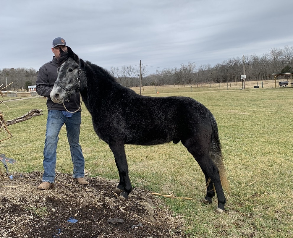 Silver | Thehorsebay.com