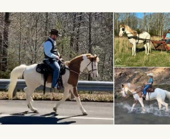 CJ Foster Archives - Thehorsebay.com