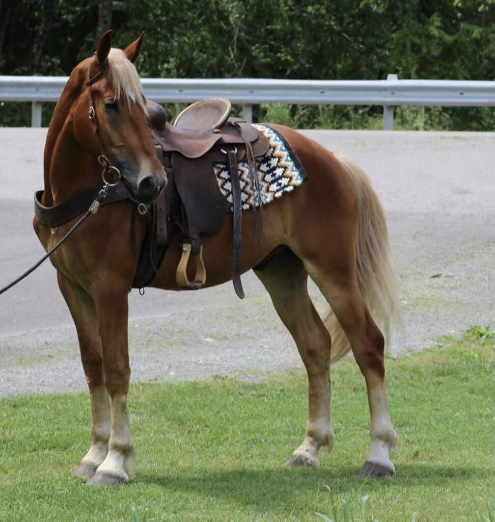 Rambo | Thehorsebay.com