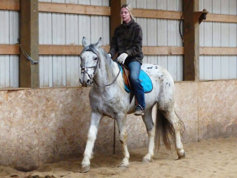 Verde | Thehorsebay.com