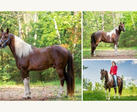 Jeanne Fox Archives - Thehorsebay.com