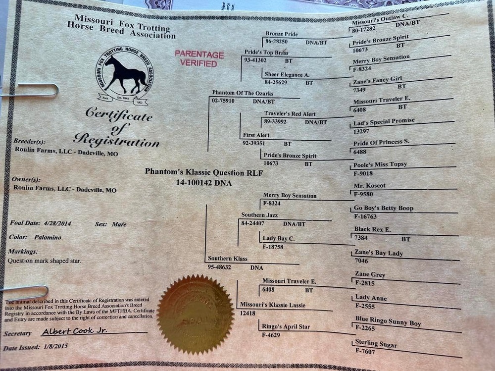 Phantoms Klassic Question RFL "Klassic" | Thehorsebay.com