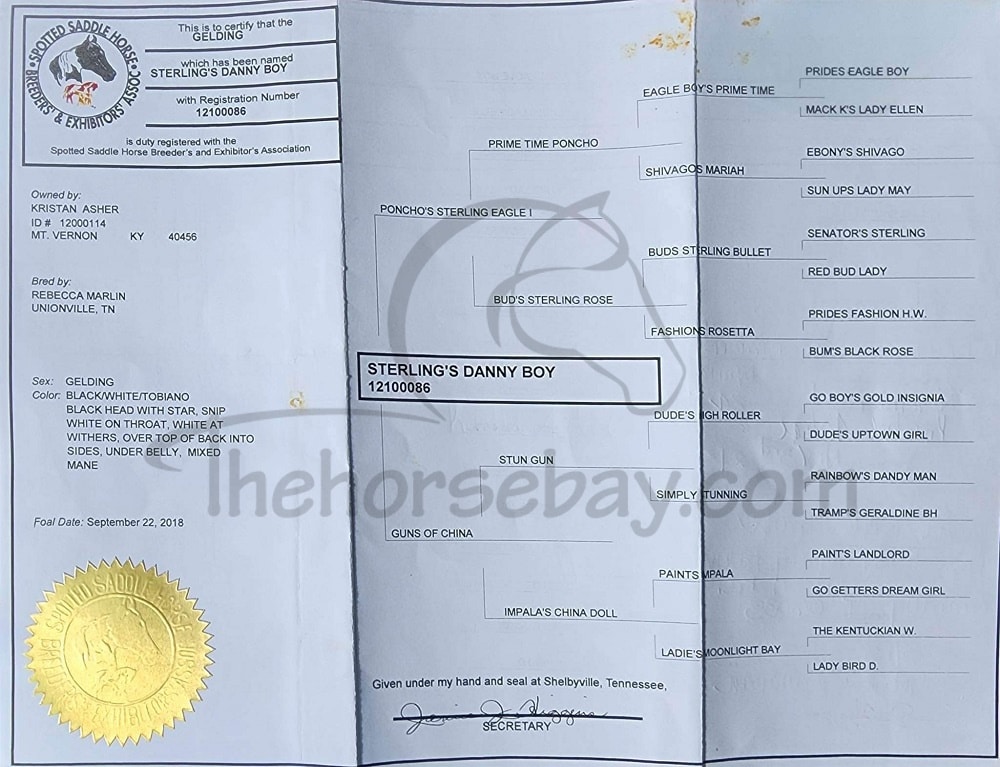 Sterlings Danny Boy (Danny) | Thehorsebay.com