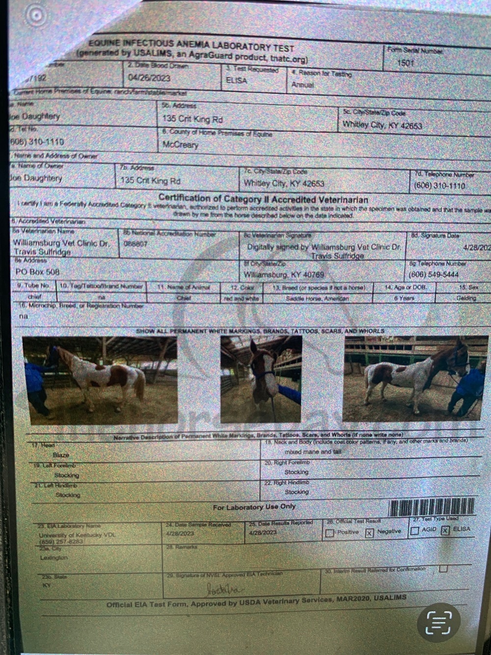 Chief | Thehorsebay.com