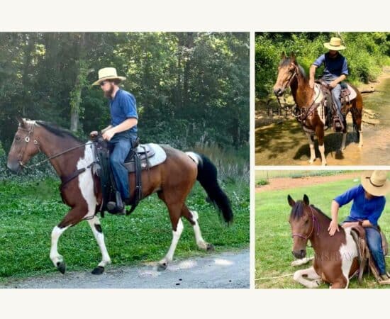 Miller Equine Stables Archives - Thehorsebay.com