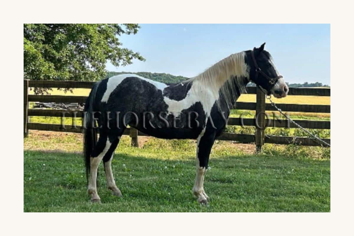 Peppy | Thehorsebay.com
