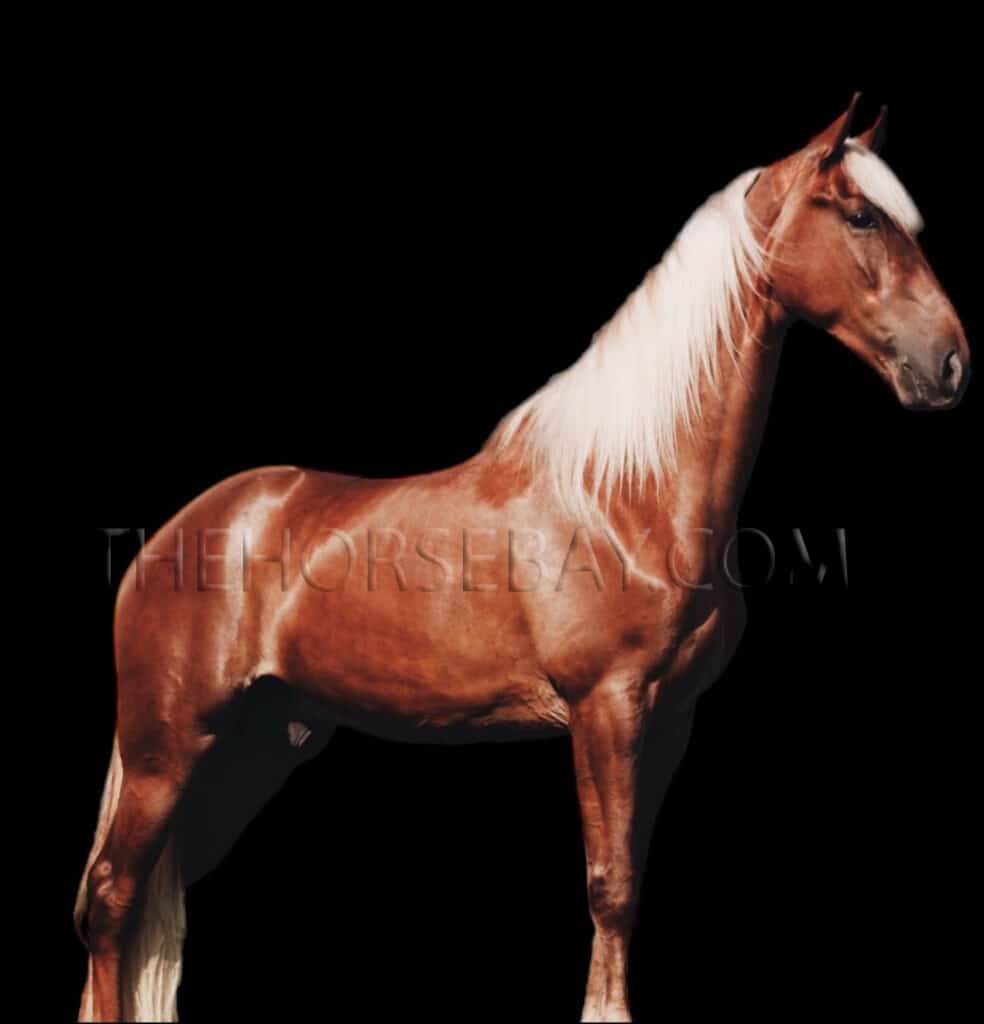 Copperfield’s Boot Scoot | Thehorsebay.com