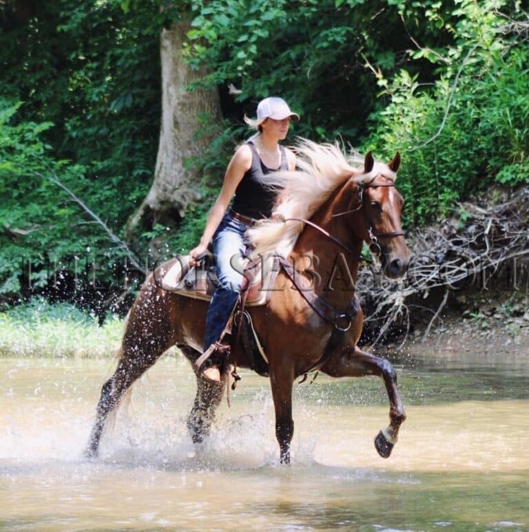 Copperfield’s Boot Scoot | Thehorsebay.com