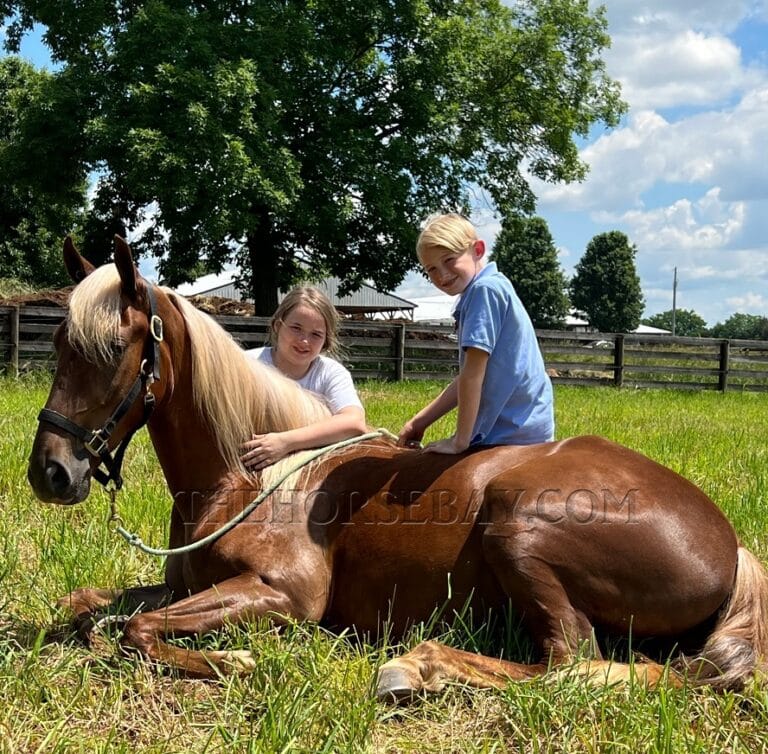 Copperfield’s Boot Scoot | Thehorsebay.com