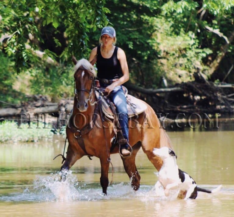 Copperfield’s Boot Scoot | Thehorsebay.com