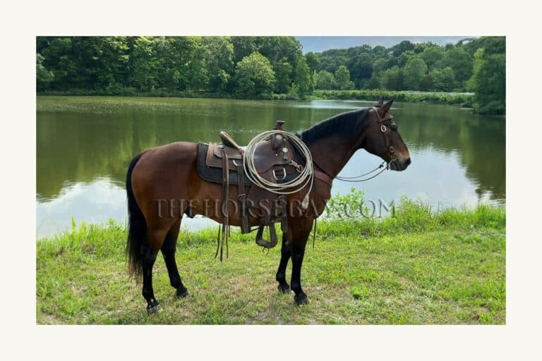 Gunner | Thehorsebay.com