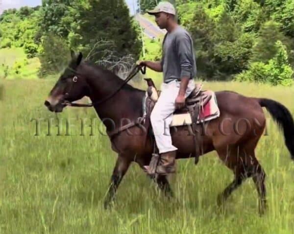 Gunner | Thehorsebay.com