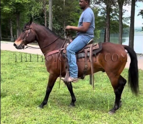 Gunner | Thehorsebay.com