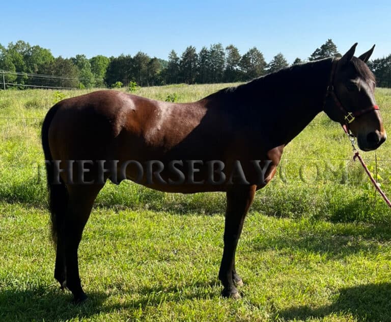 Gunner | Thehorsebay.com
