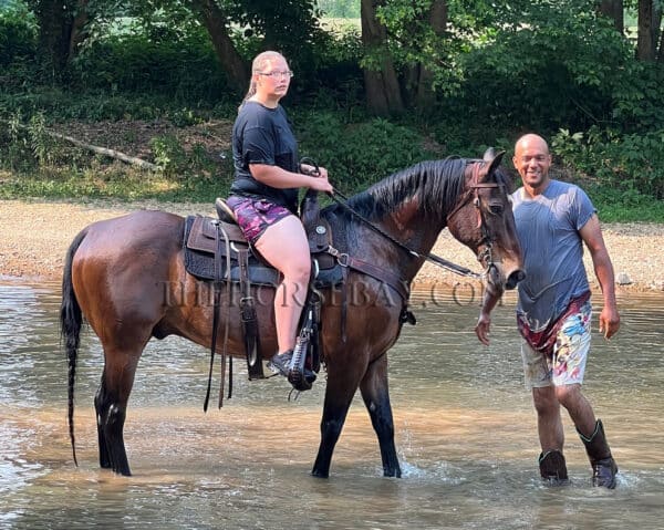 Gunner | Thehorsebay.com