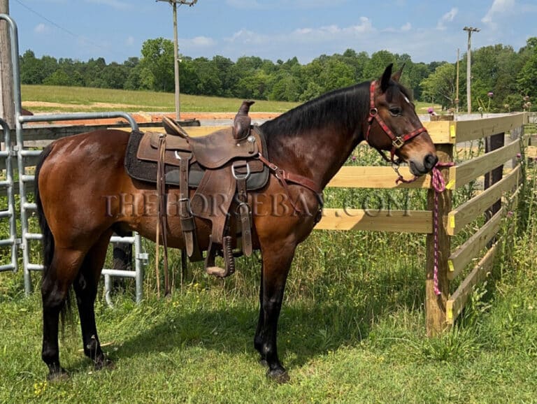 Gunner | Thehorsebay.com