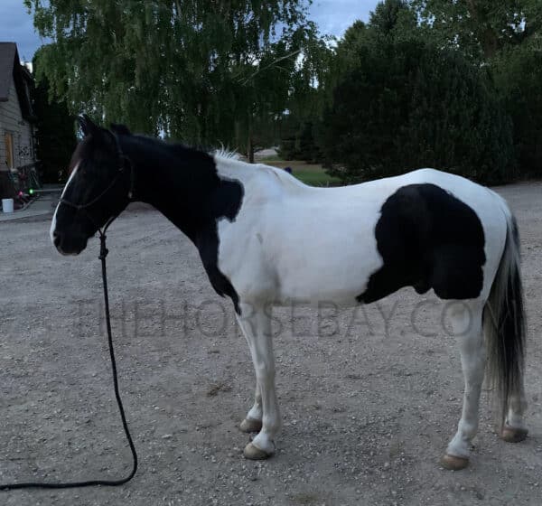 Tango | Thehorsebay.com