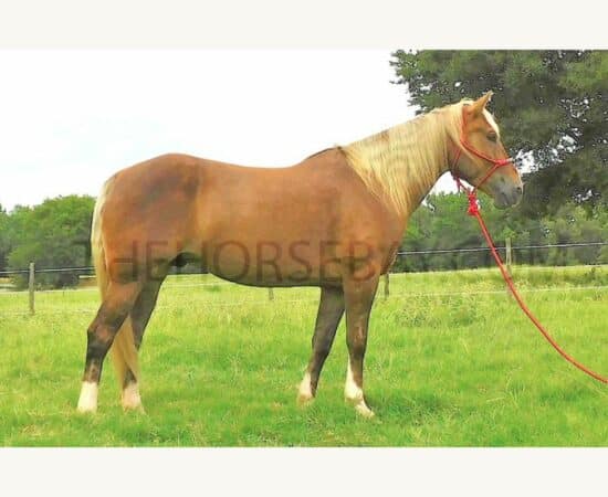 Nora Stevens Archives - Thehorsebay.com