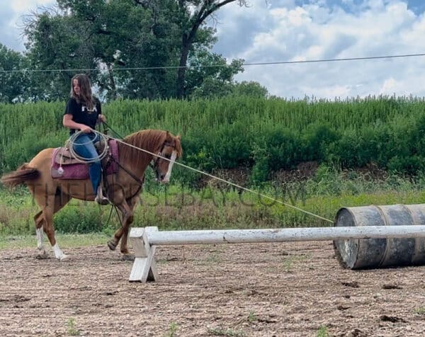Mabel | Thehorsebay.com