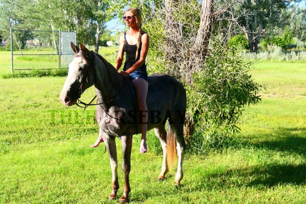 Freya | Thehorsebay.com