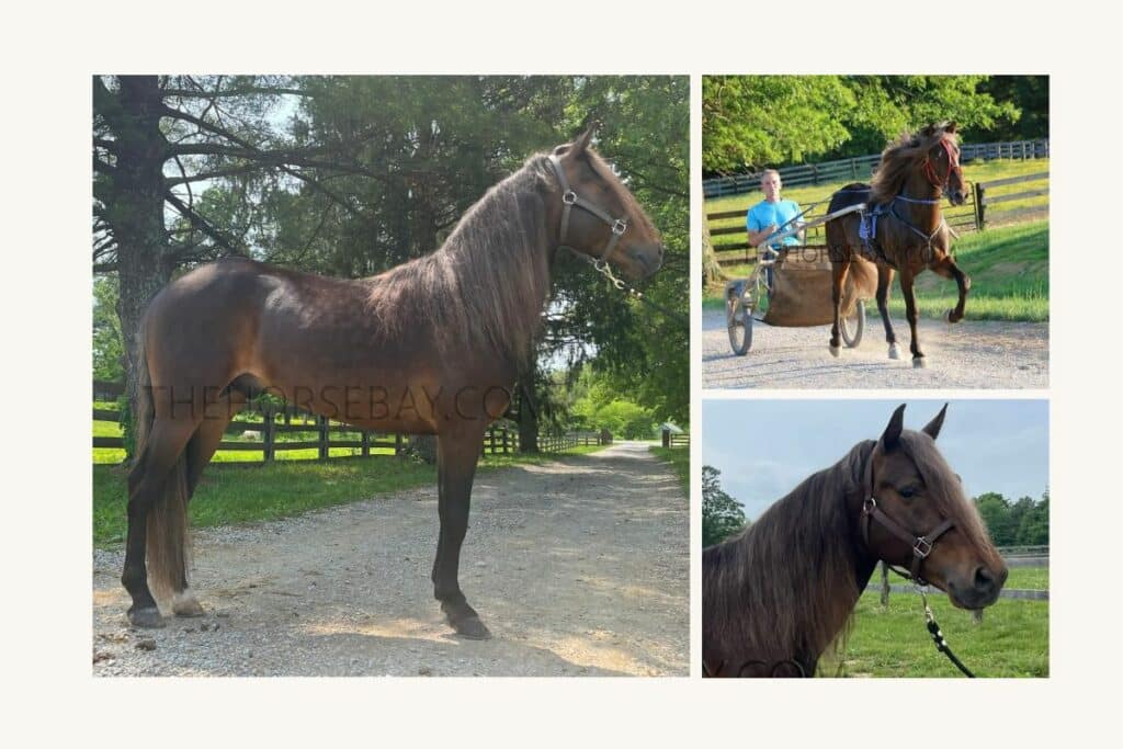 Image of Fearless | Thehorsebay.com