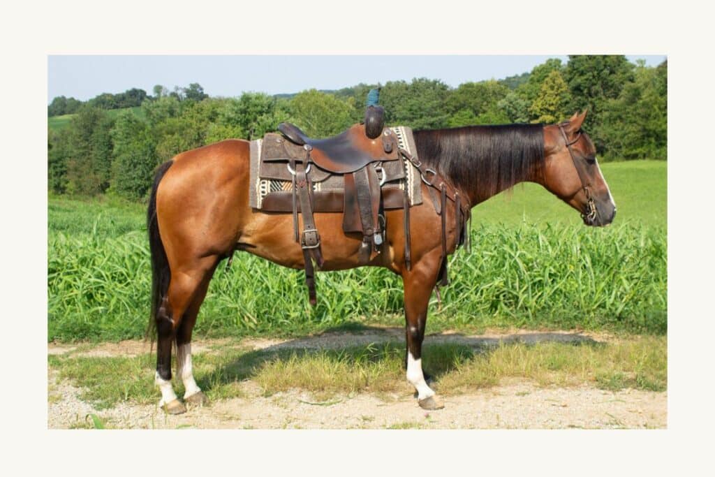 MS BECCA BARON (Belle) | Thehorsebay.com