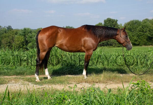 MS BECCA BARON (Belle) | Thehorsebay.com