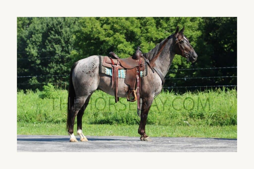 Blues Clues | Thehorsebay.com