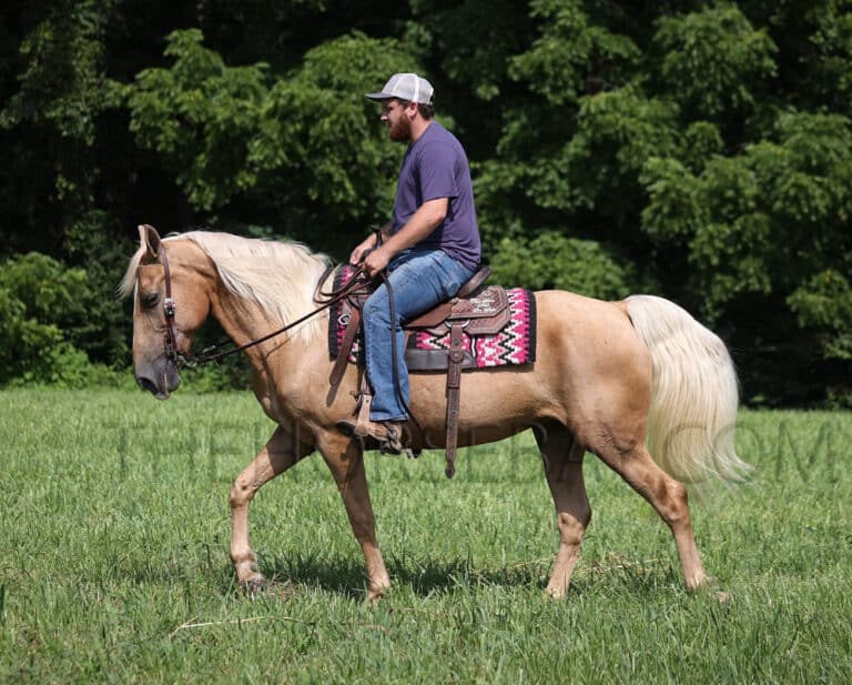 Goldy Locks | Thehorsebay.com