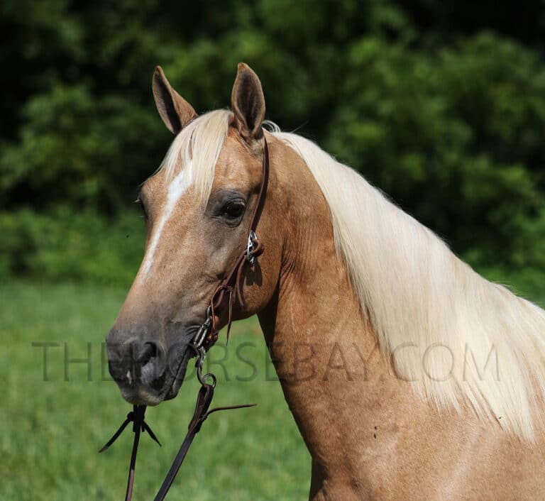 Goldy Locks | Thehorsebay.com