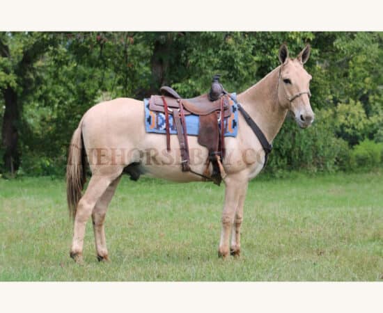 Austin Kunkler Archives - Thehorsebay.com