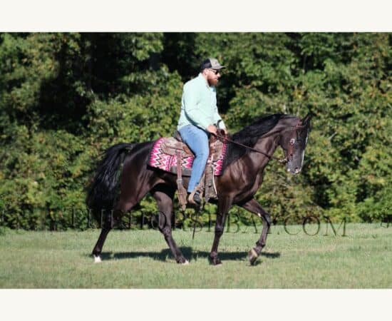 Jacob Glover Archives - Thehorsebay.com