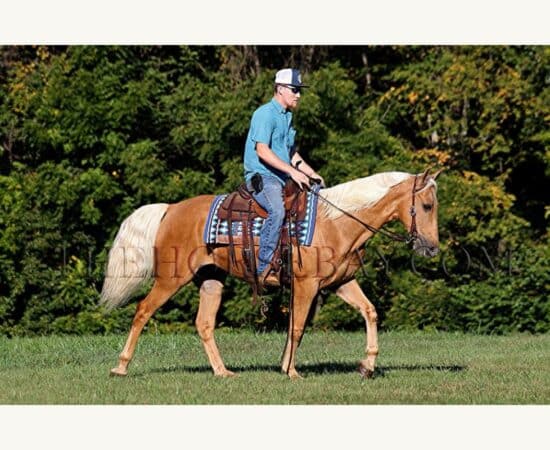 Trevor Patrick Archives - Page 2 of 4 - Thehorsebay.com