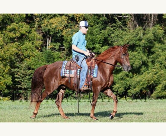 Trevor Patrick Archives - Page 2 of 4 - Thehorsebay.com