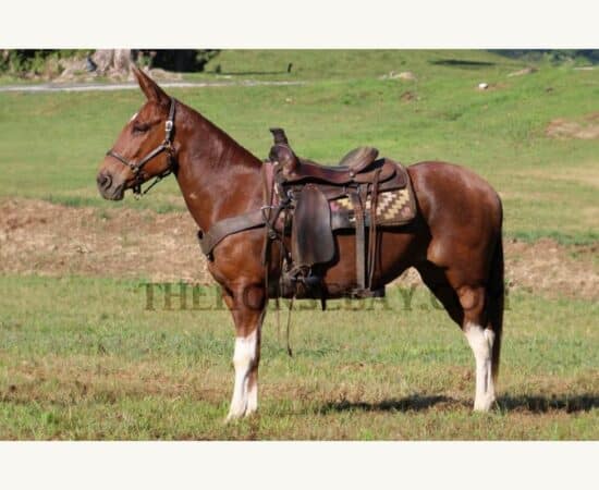 Austin Kunkler Archives - Thehorsebay.com