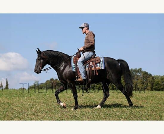 Trevor Patrick Archives - Page 2 of 3 - Thehorsebay.com