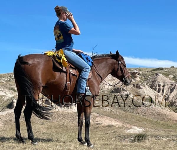 EZ Electric Slide "Lexi" | Thehorsebay.com