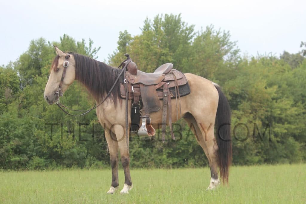 Two Steppin (Hillbilly) | Thehorsebay.com