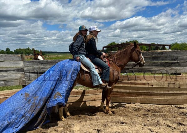 Smashed Hankerin | Thehorsebay.com